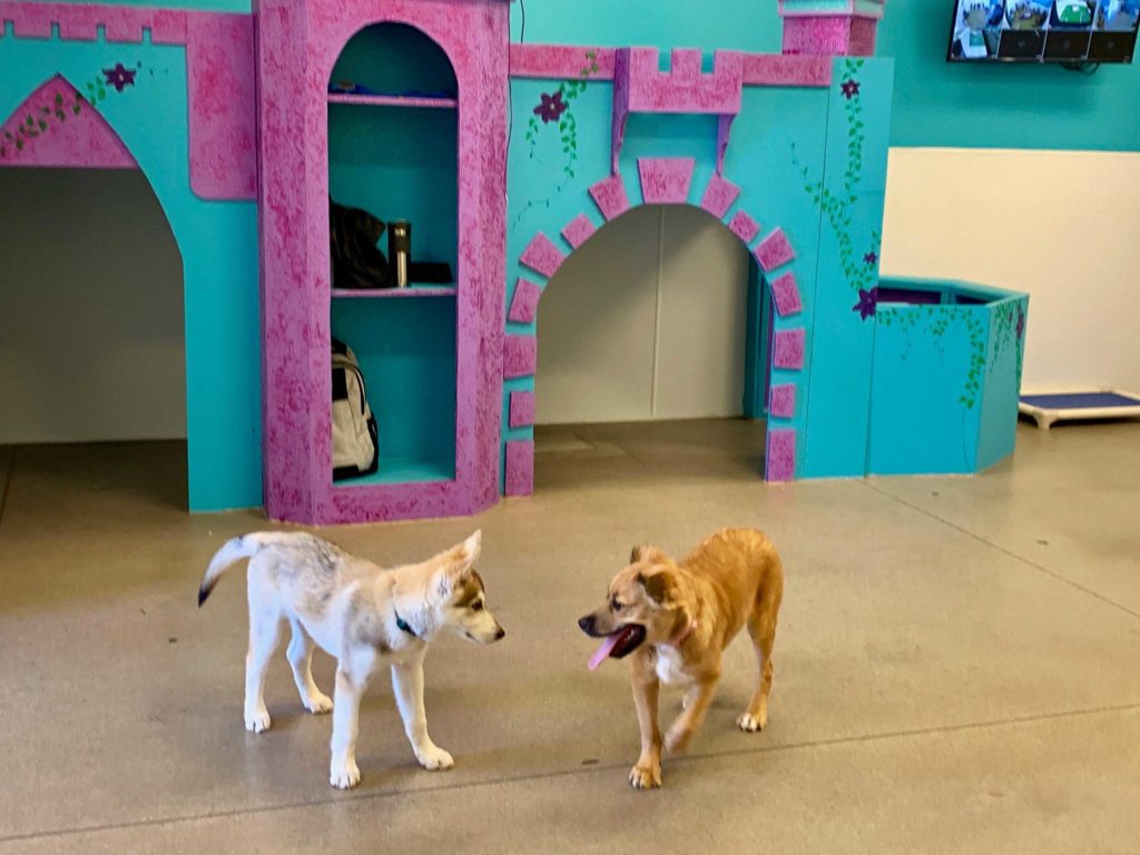 Puppy Socializing | Happy Pets Palace & Playground